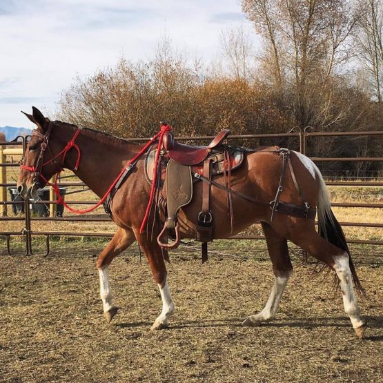 Mules and Donkeys - West Elk Equine