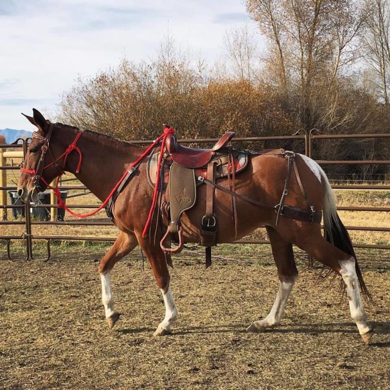 Mules and Donkeys - West Elk Equine