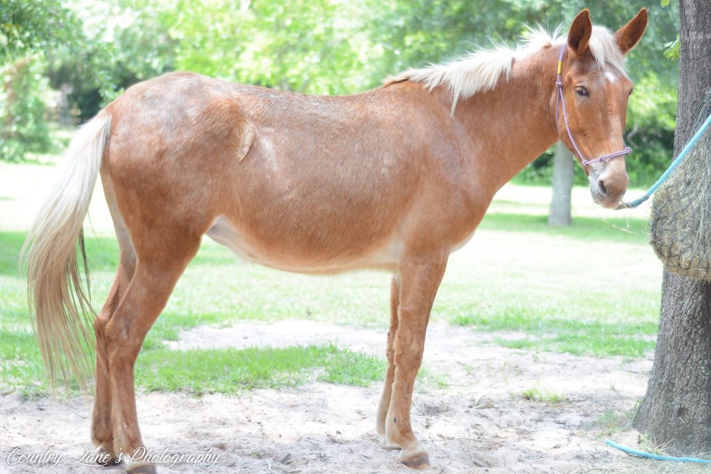 Mules and Donkeys - West Elk Equine