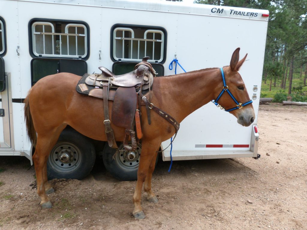 Mules and Donkeys - West Elk Equine