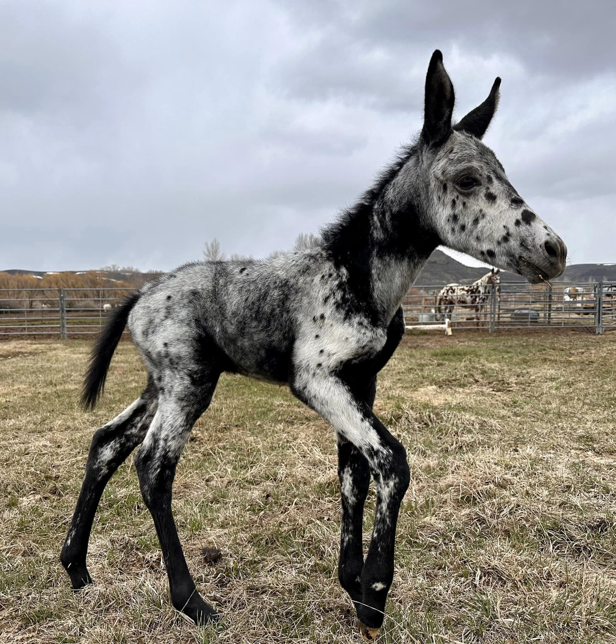 Blue Roan Appaloosa Foal