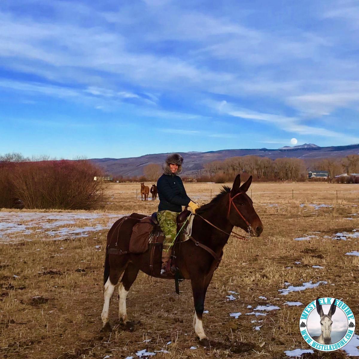 Mules and Donkeys - West Elk Equine
